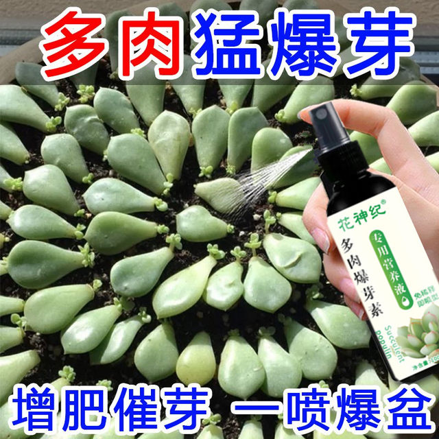 Eubudsu Succulent special bursting bud growth-promoting nutrient ...