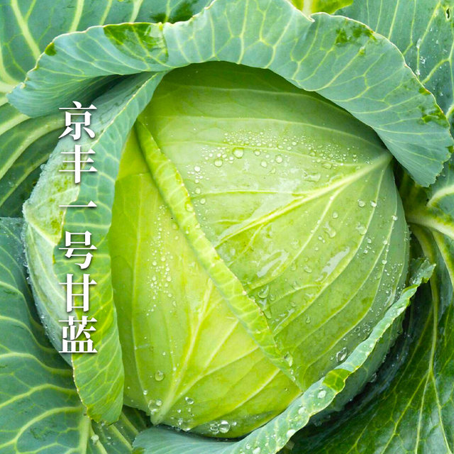 Jingfeng No. 1 Cabbage Seed Seed Cabbage Cabbage Cabbage Spring and ...
