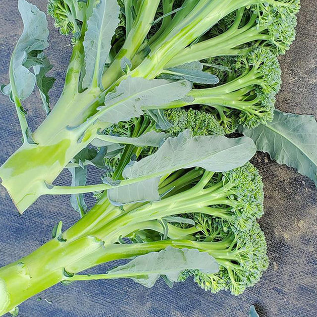 Broccoli seeds, loose broccoli seeds, flower seedlings, loose broccoli ...