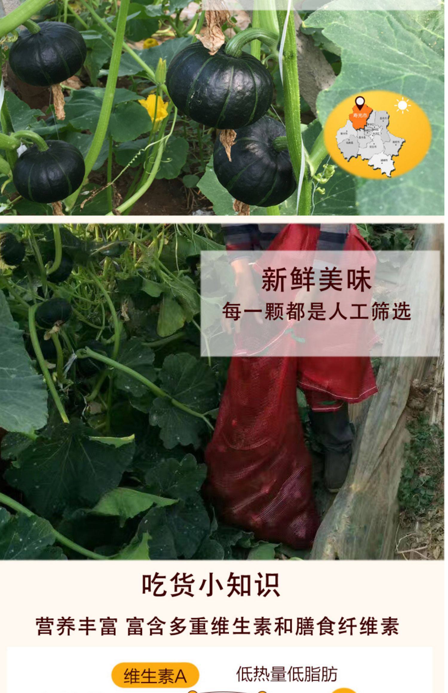 Beibei Pumpkin Chestnut Flavor Beibei Small Pumpkin 5 Jin [Jin equals 0 ...