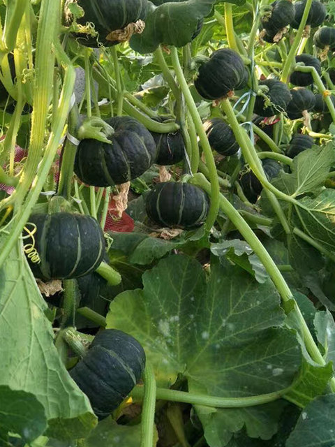 Beibei Pumpkin Authentic Chestnut Flavor Old Pumpkin 5Jin [Jin equals 0 ...