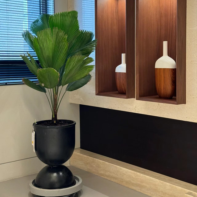 Palm palm, tropical plant, shipped from Beijing, indoor and outdoor ...