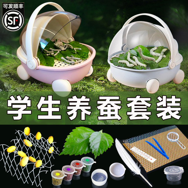 Student raising silkworm suits, silkworm babies, fresh mulberry oval ...