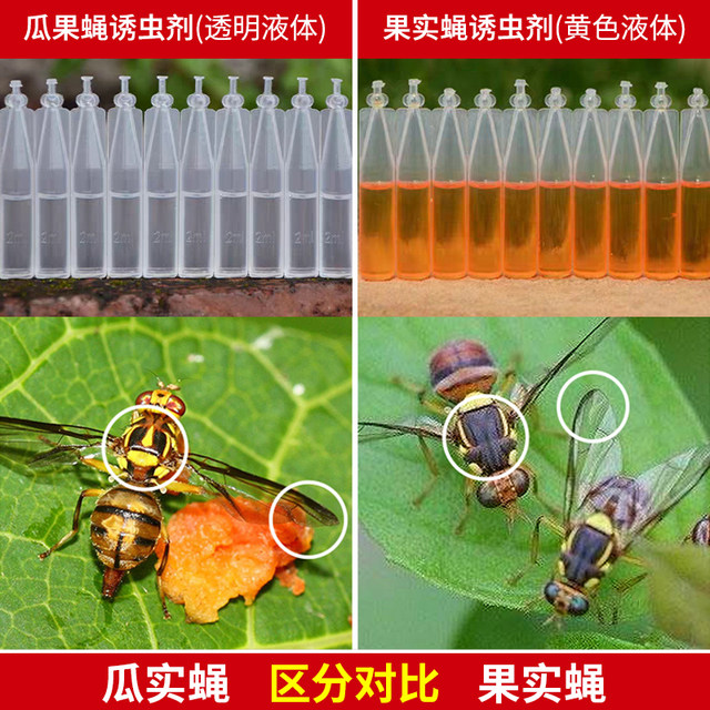 Simple fruit fly trap hijab orchard melon field orange small fruit fly ...