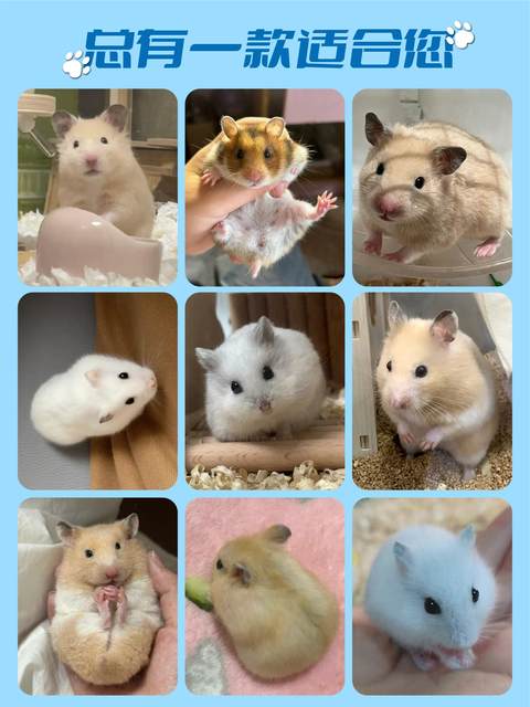 Changmao Golden Silk Bear Bags Rare Furniture Little Hanging Little Pet ...