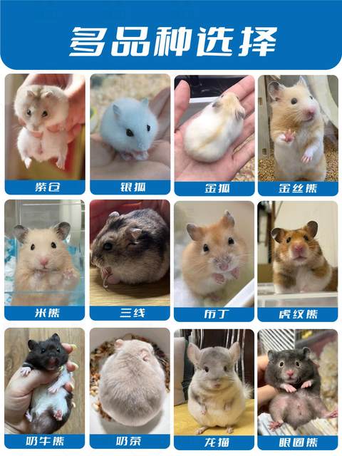 Changmao Golden Silk Bear Bags Rare Furniture Little Hanging Little Pet ...