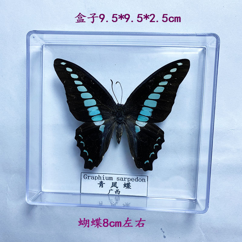 Real Butterfly Specimen - Insect Display in Transparent Box