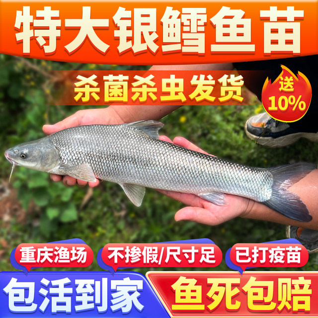 Silver cod fry, freshwater culture, edible large scale barbel fry, cod ...