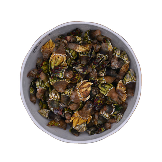 Bergamot snail chicken claw snail fresh ghost claw snail goose neck ...