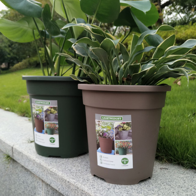 Global second -generation genuine gallon pot tray green dill plant ...