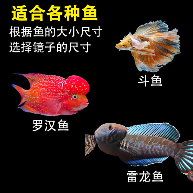 Thunder dragon fish training mirror biting tank gill glass one-way ...