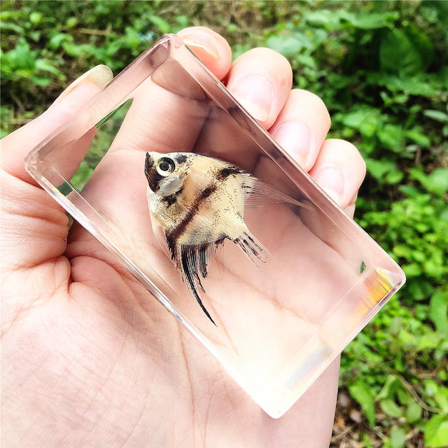 Real insect resin specimen 虫 armor crab crab, scorpion beetle marine ...