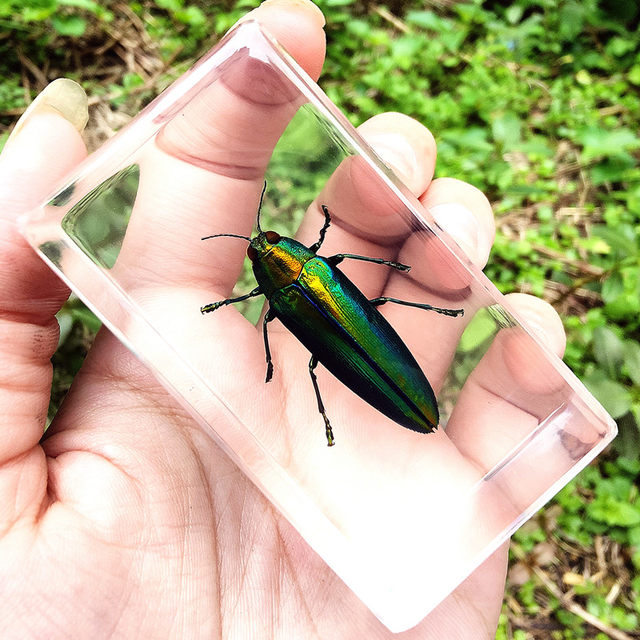 Real insect resin specimen 虫 armor crab crab, scorpion beetle marine ...