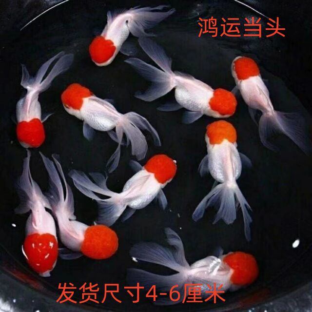 Novice fish small freshwater ornamental fish easy to feed cold water ...