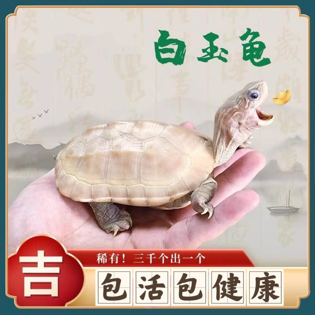 White jade turtle, small turtle, pet turtle, easy to feed, easy to feed ...