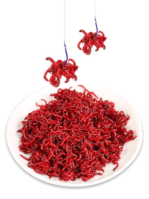 Fresh red worm extra large male worm live bait feeding fish bait ...