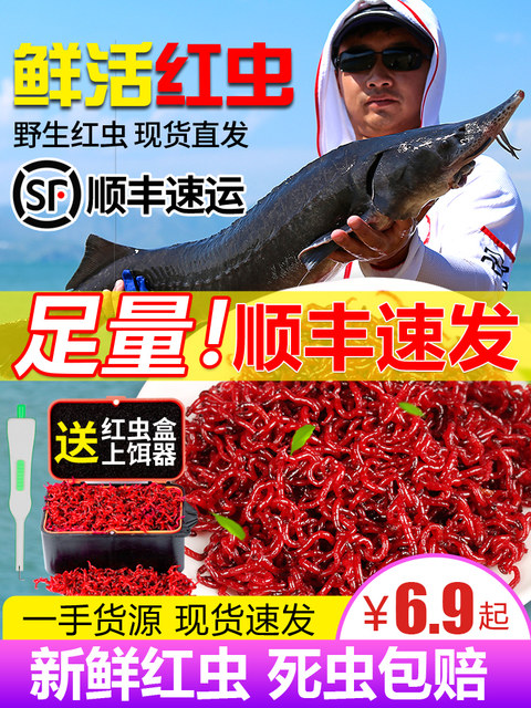 Fresh red worm extra large male worm live bait feeding fish bait ...