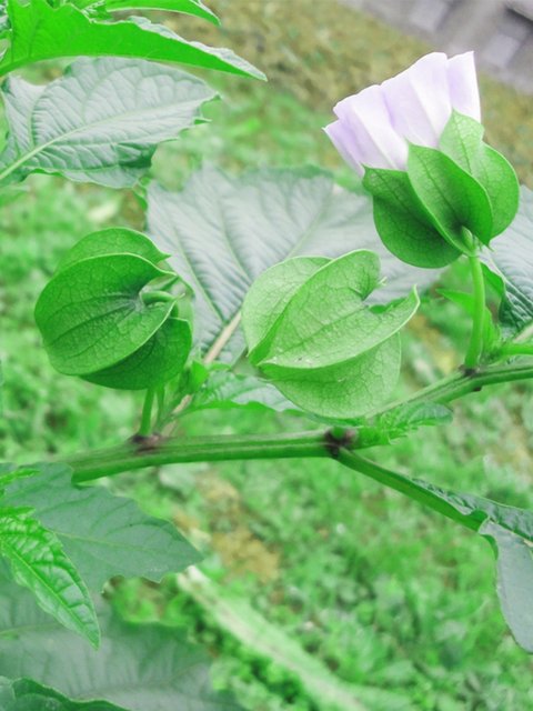 Hot hand rub ice powder raw material ice powder seed bean jelly seed ...