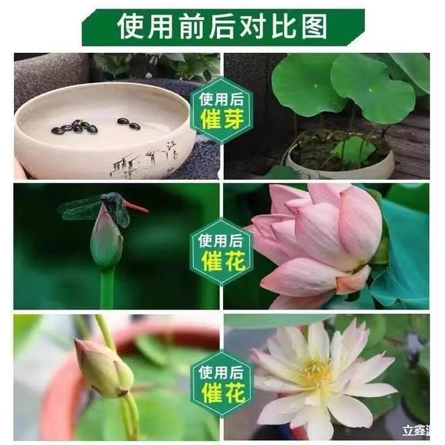 Special nutrient solution for bowl lotus, water lily fertilizer ...