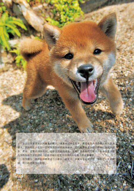 3 volumes of full guide on Shiba Inu care + New Dog Training Guide: New ...