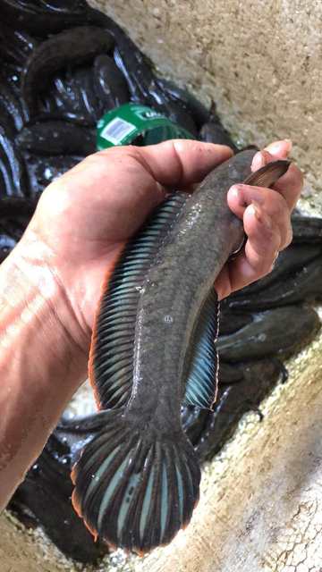 Tropical fish ornamental fish rainbow thunder dragon fish live colorful ...