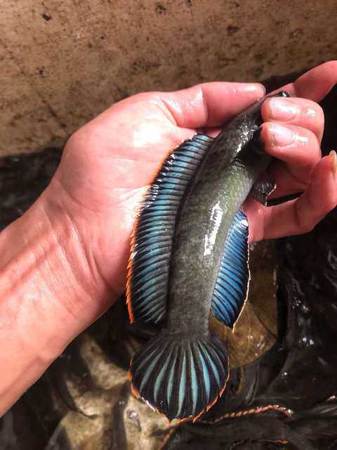 Tropical fish ornamental fish rainbow thunder dragon fish live colorful ...