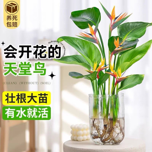 Bird of paradise hydroponic plant Strelitzia reginae potted plant large ...