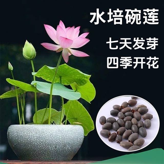 Colorful bowl of lotus hydroponic plants lotus potted plants have ...
