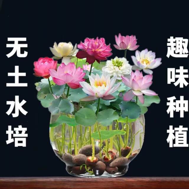 Colorful bowl of lotus hydroponic plants lotus potted plants have ...
