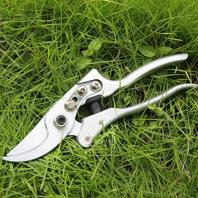 Pruning flower cuts, branches, scissors, garden cuts and tree -cutting ...