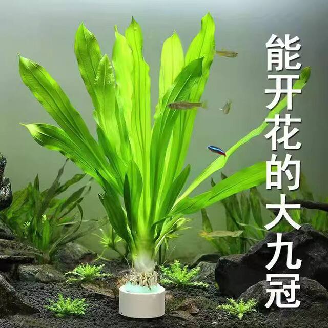 Crown aquatic plant mini nine-crown big leaf green nine-crown fish tank ...