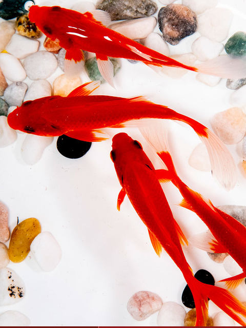 Grass goldfish live fish koi fry ornamental fish freshwater fish cold ...