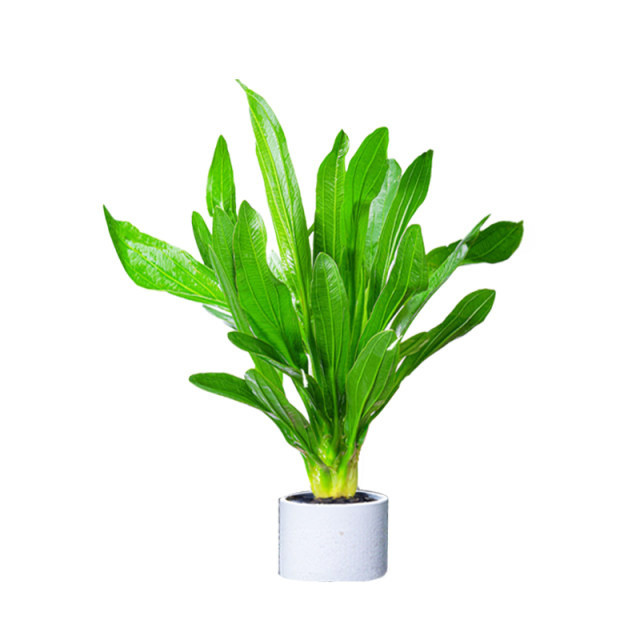 Crown aquatic plant mini nine-crown big leaf green nine-crown fish tank ...