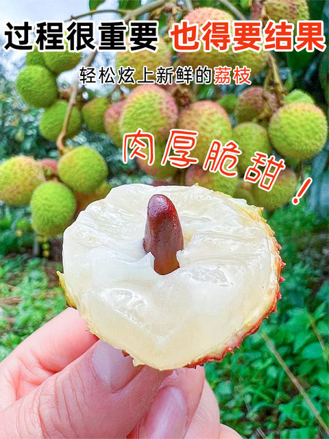 Seedless lychee saplings, Guiwei lychee seedlings, Concubine Xiaobing ...