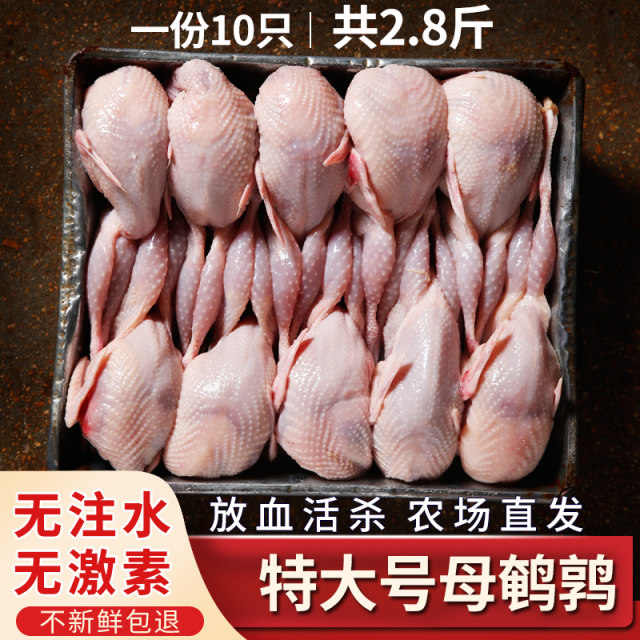 Large female quail, fresh quail meat, quick-frozen white-striped quail ...