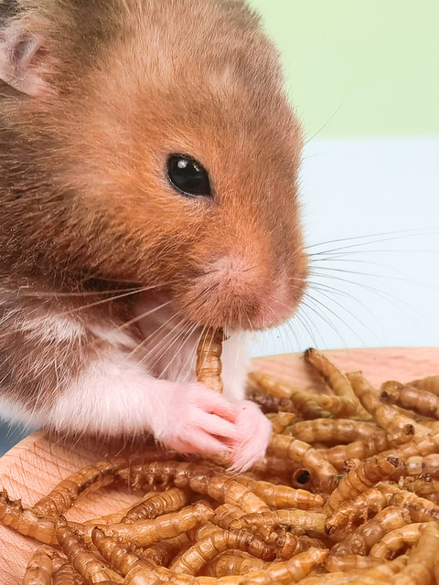 Hamster food feed bread worms dried rutin chicken supplies small ...