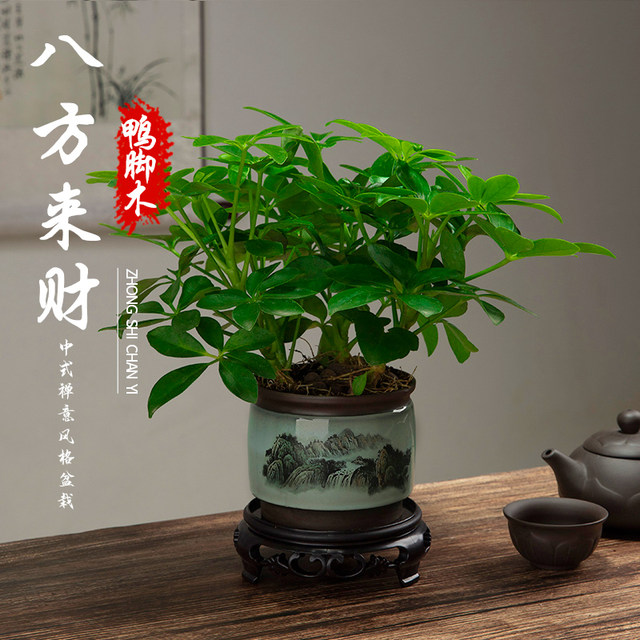 Bayang Lai Cai Duck Foot Wood Potted Four Seasons Changqing Room ...