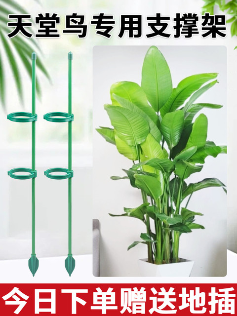 Bird of paradise support rod special monstera climbing pergola plant ...