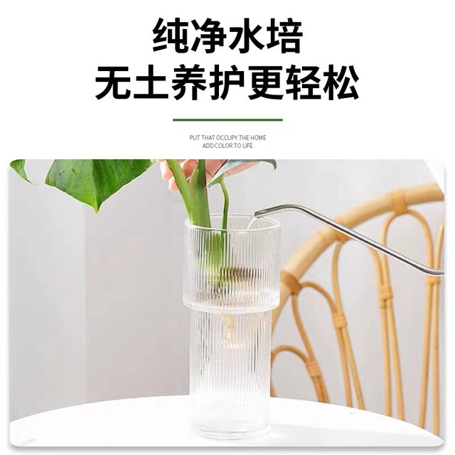 Hydroponic plant monstera potted plant old pile to purify the air ...
