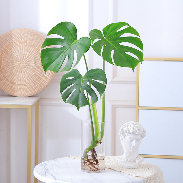 Hydroponic plant monstera potted plant old pile to purify the air ...