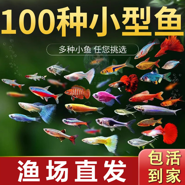 Tropical ornamental fish, zebrafish, guppy, goldfish, Lampidae traffic ...