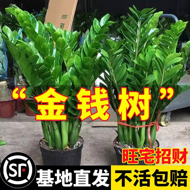 Money tree potted plants indoor living room green plants easy to grow ...