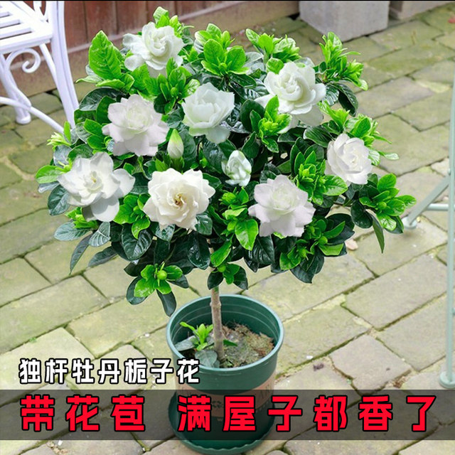 Single-stem gardenia potted plant blooms in all seasons, indoor ...