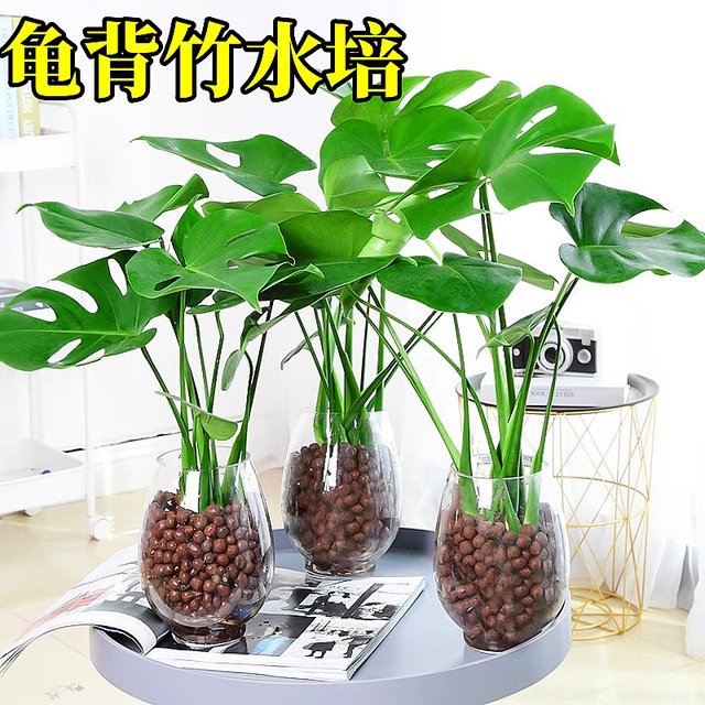 Monstera deliciosa hydroponics potted green plants office living room ...
