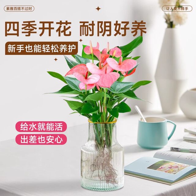 Pink palm potted hydroponic plants are easy to grow indoors, green ...