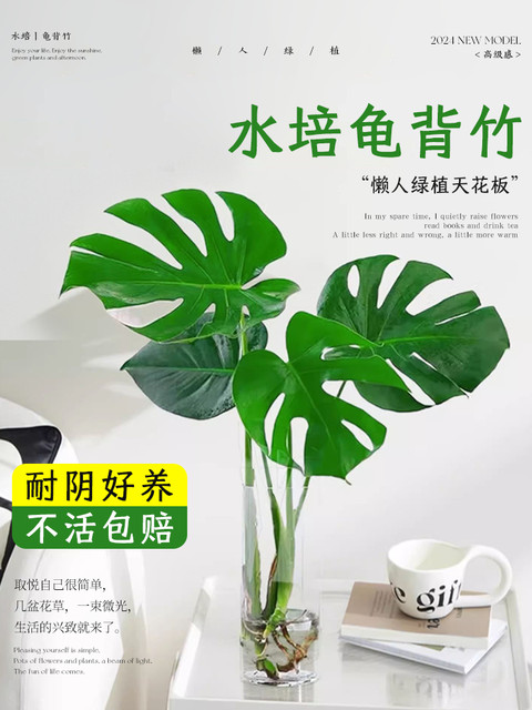 Turtle Bamboo Hydroponic Plants In the room, good green planting old ...