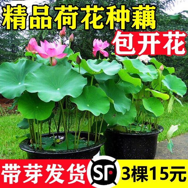 Lotus root seedlings hydroponic ornamental lotus root potted water fish ...