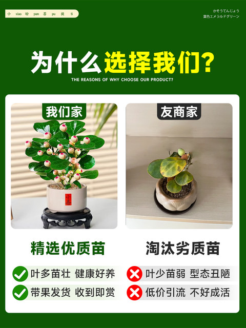 Small Bodhi Tree Potted Plant with Fruit, Indoor Living Room Green ...