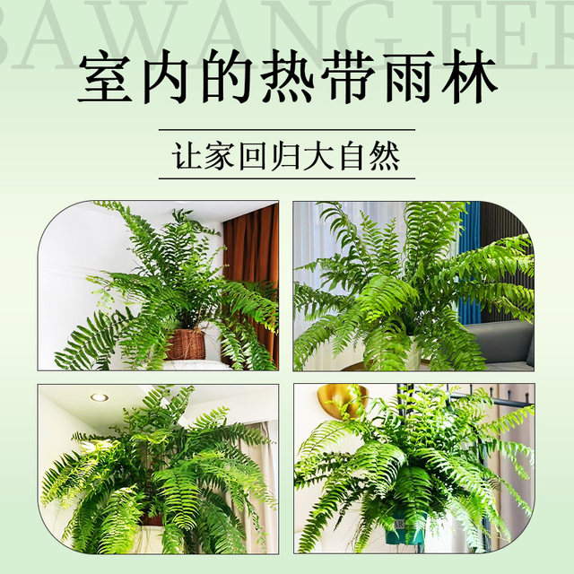 Overlord fern potted Boston large pot with long vine leaves hanging ...