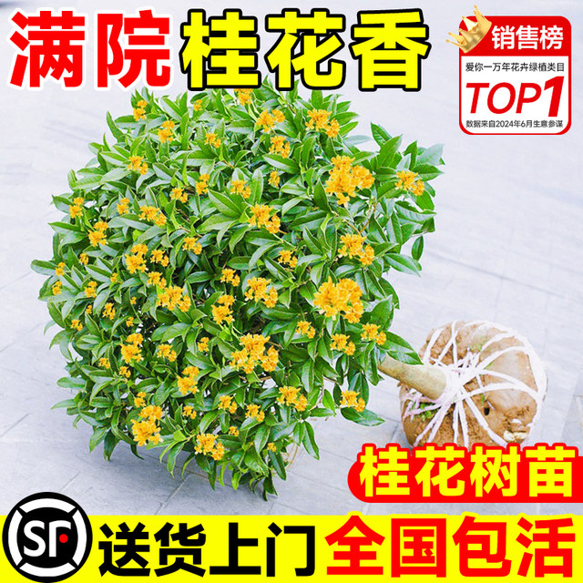 Osmanthus seedlings four seasons osmanthus pot plant indoor native ...